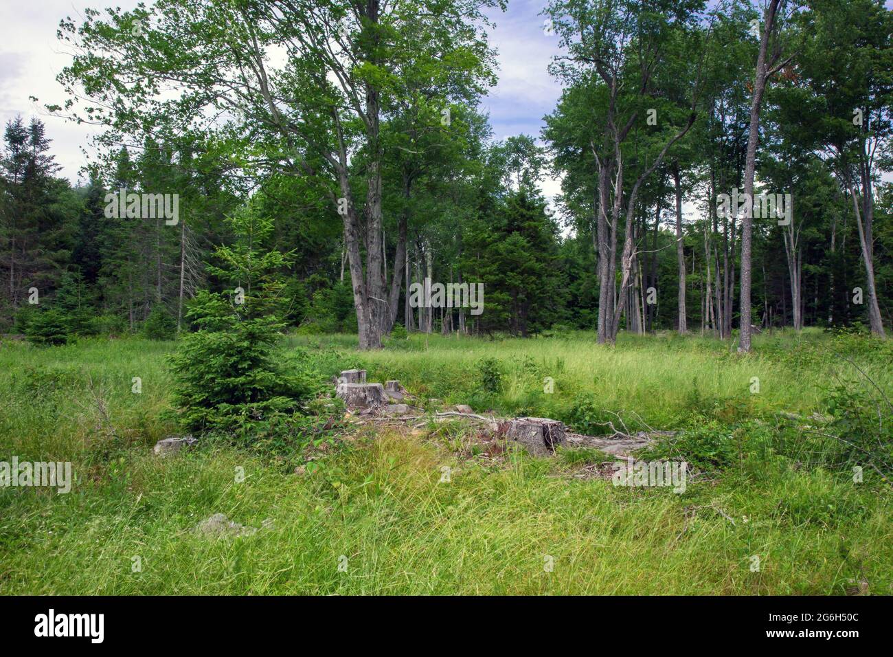 Logged land hi-res stock photography and images - Alamy