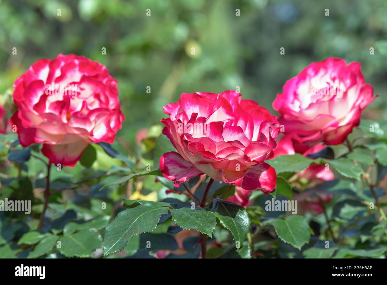 Rose "Double Delight" - one of the most well-known roses in the world ...
