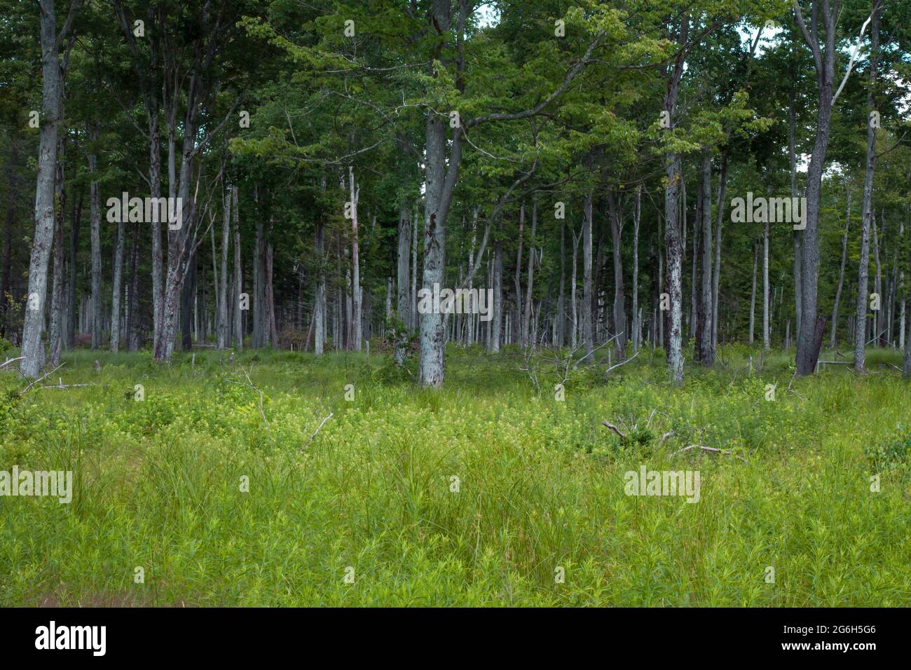 A northern hardwood forest in Pennsylvania's Pocono Mountains ...