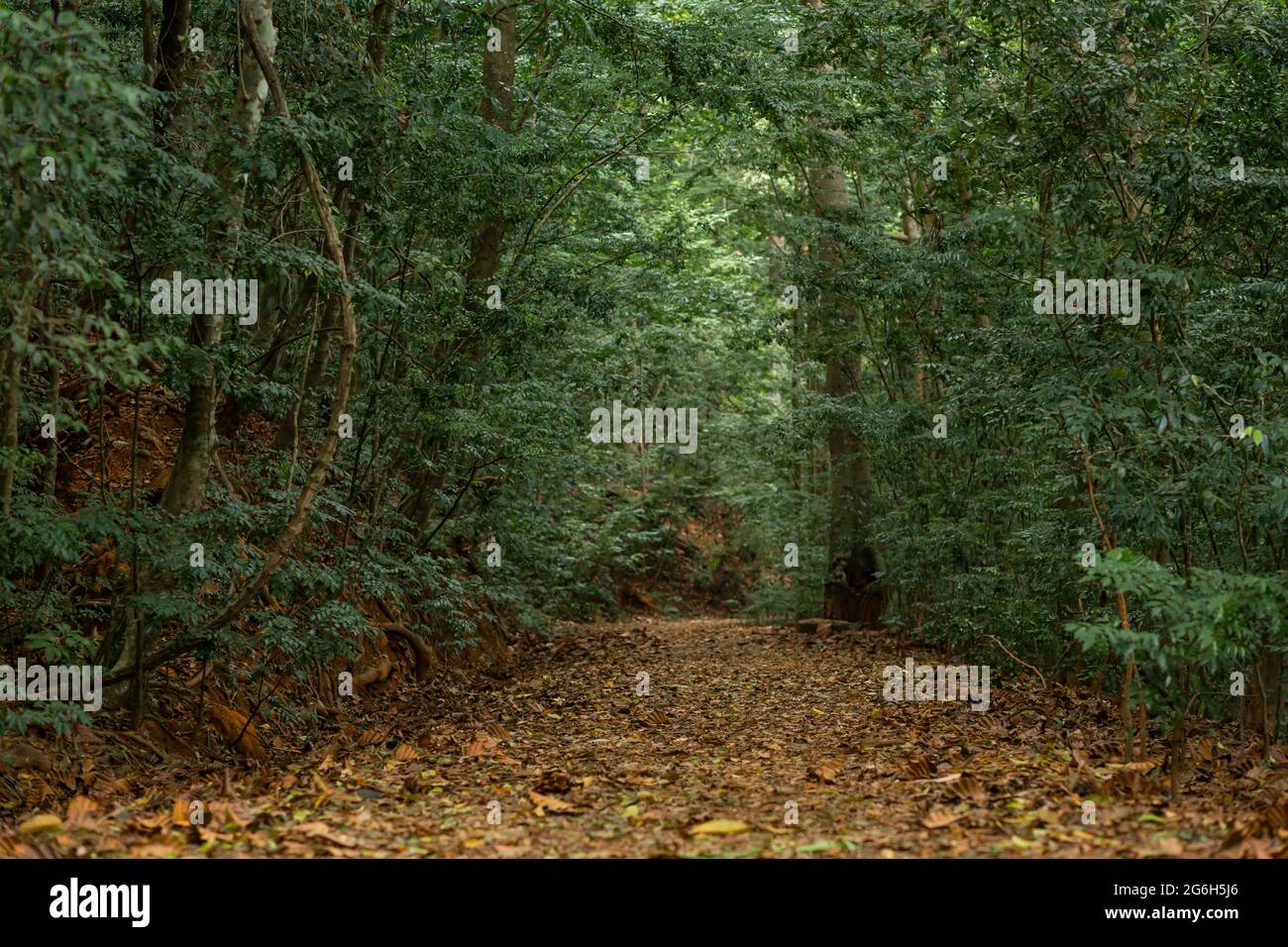 A path in the dense jungle. Natural reserve. The sun doesn't break ...