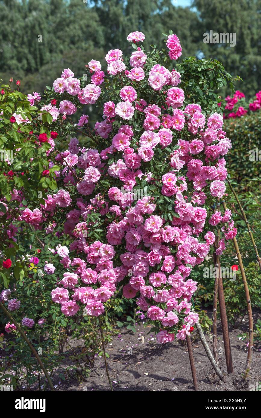 Standard rose "Super Excels" - the flowers of this variety bloom in ...