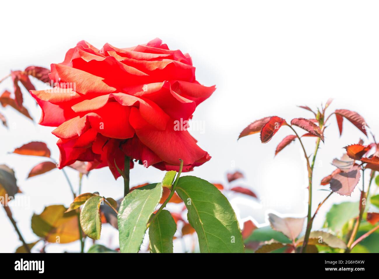 Rose "Red Star" - this beautiful rose to this day has not lost its ...