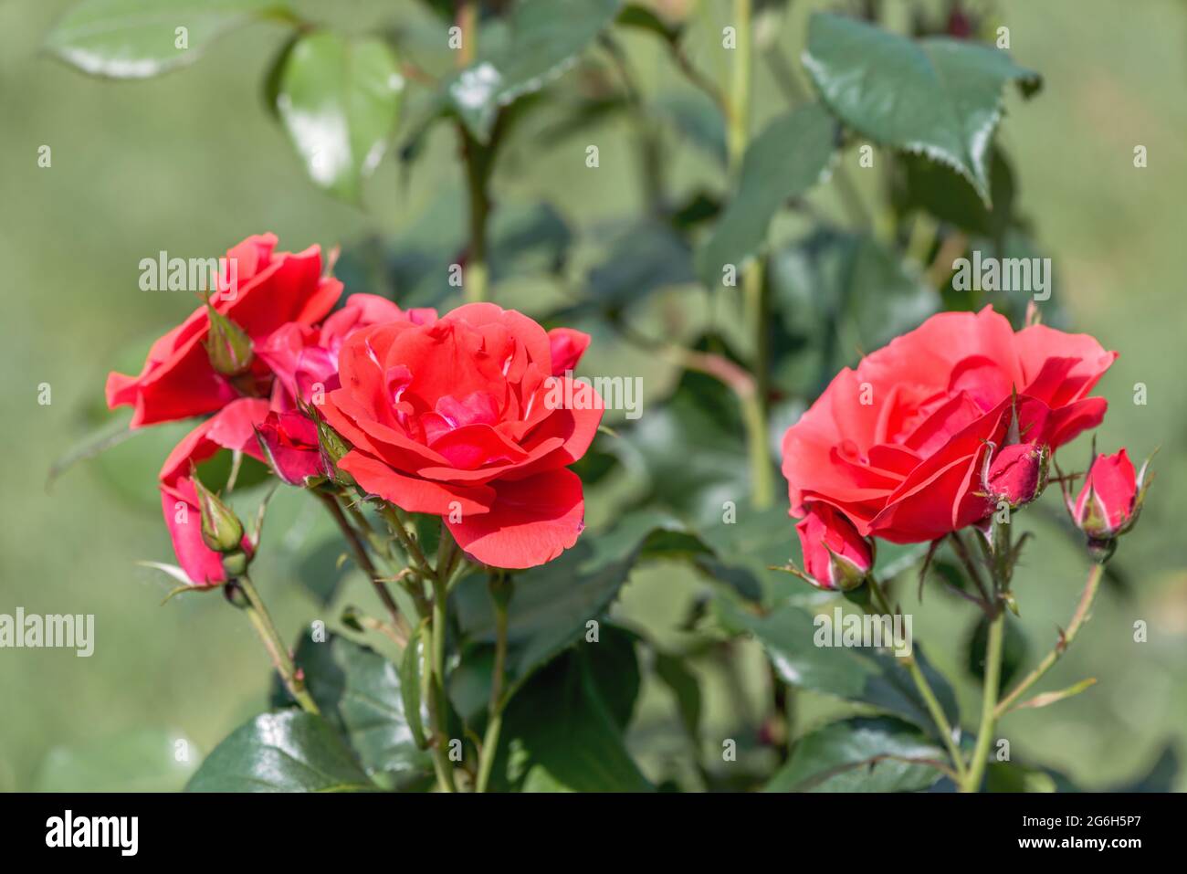 Rose English bright scarlet "Fire of Prometheus" are distinguished by ...