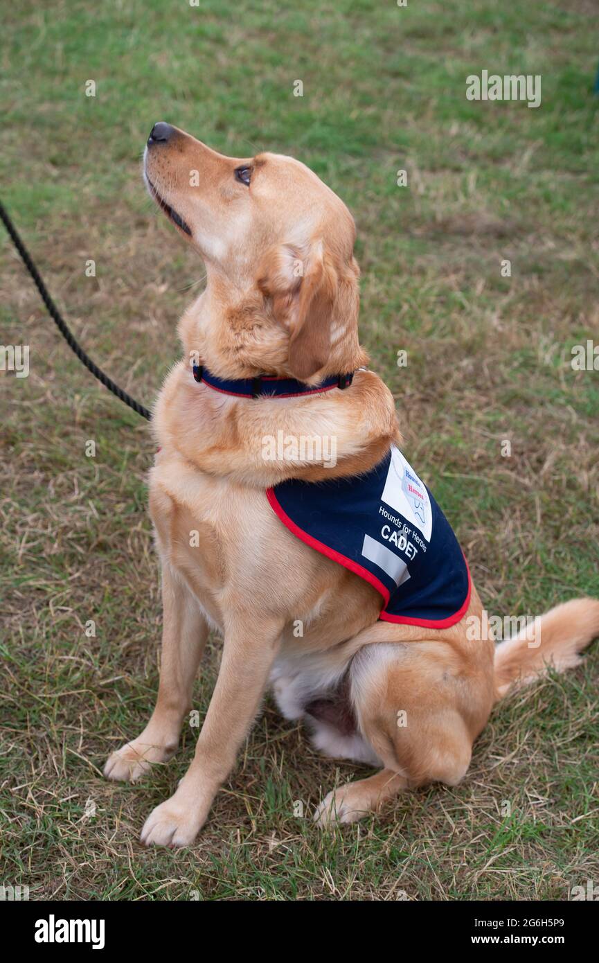 East Molesey, Surrey, UK. 5th July, 2021. A lovely Hounds for Heroes ...