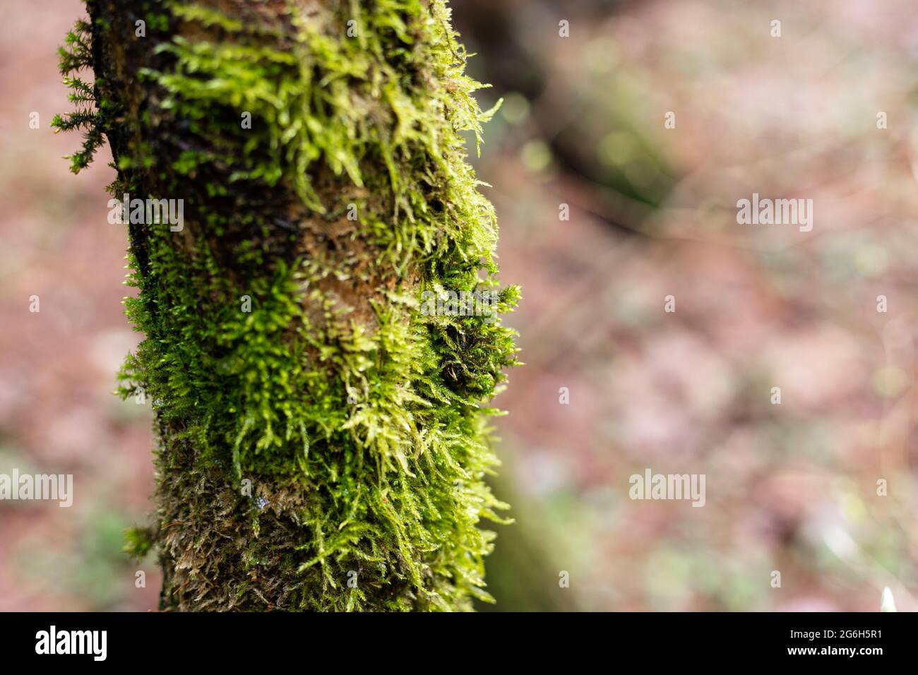 Green moss on a tree trunk. Tree in the forest Stock Photo - Alamy