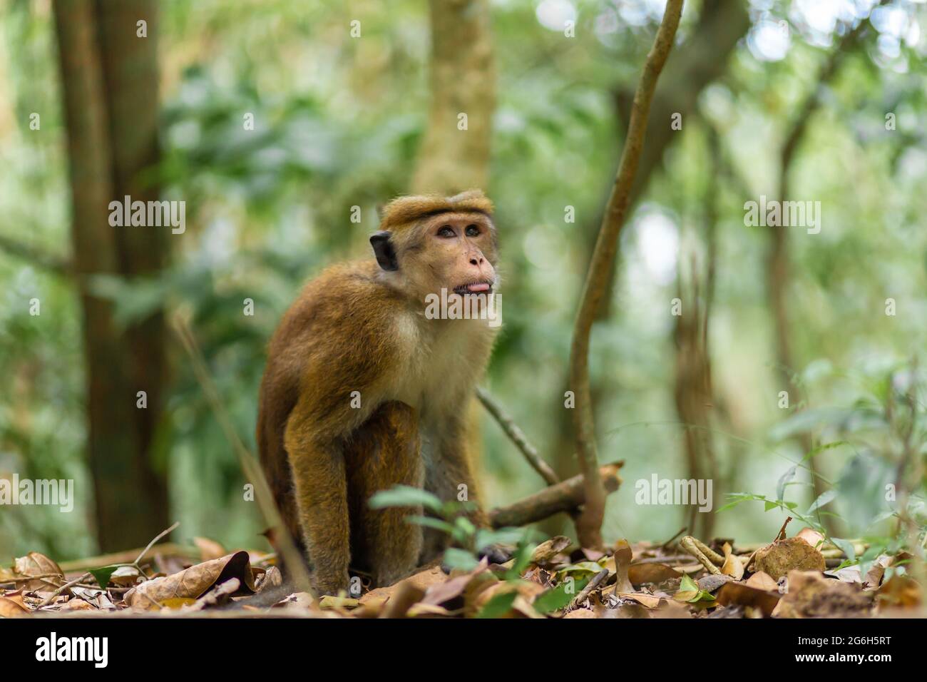 Monkey in the jungle. Natural habitat close up Stock Photo - Alamy
