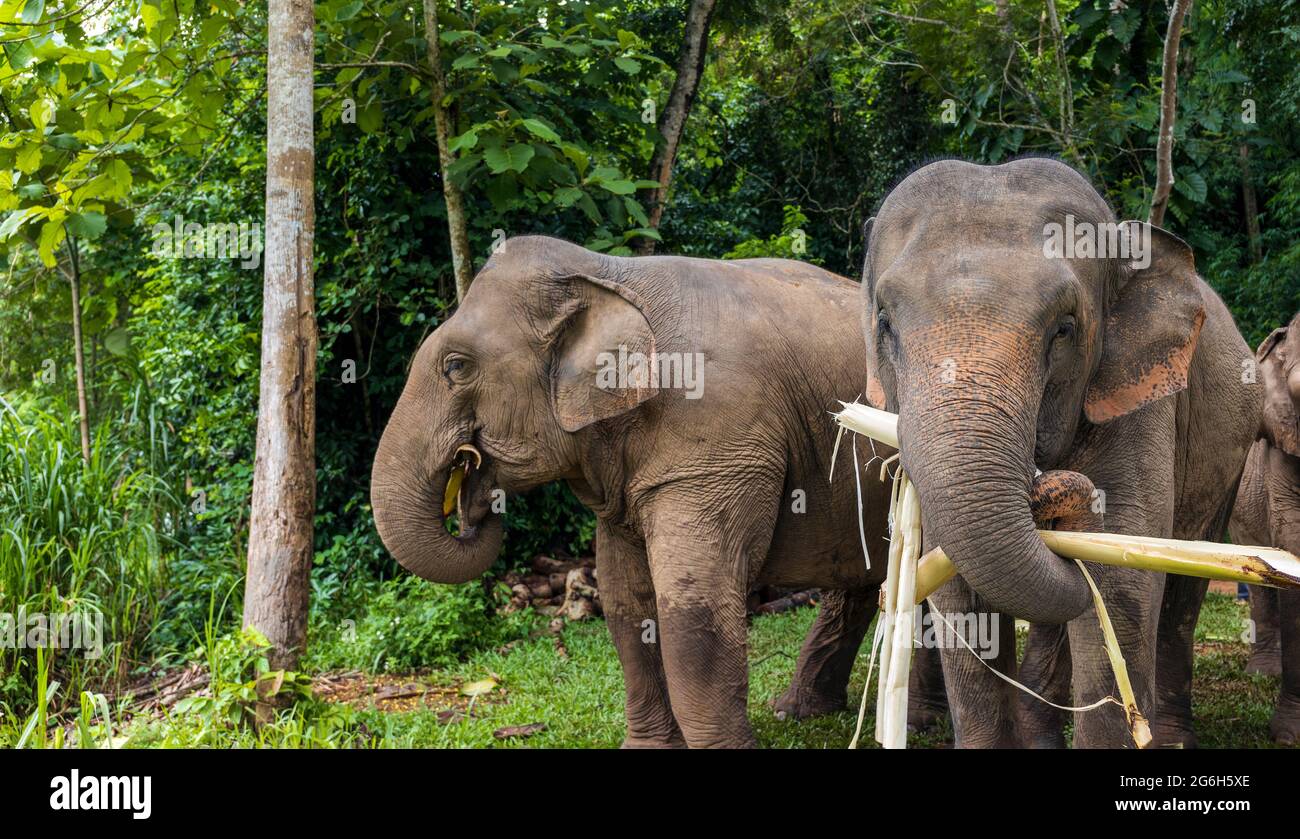 Elephant Eating Food