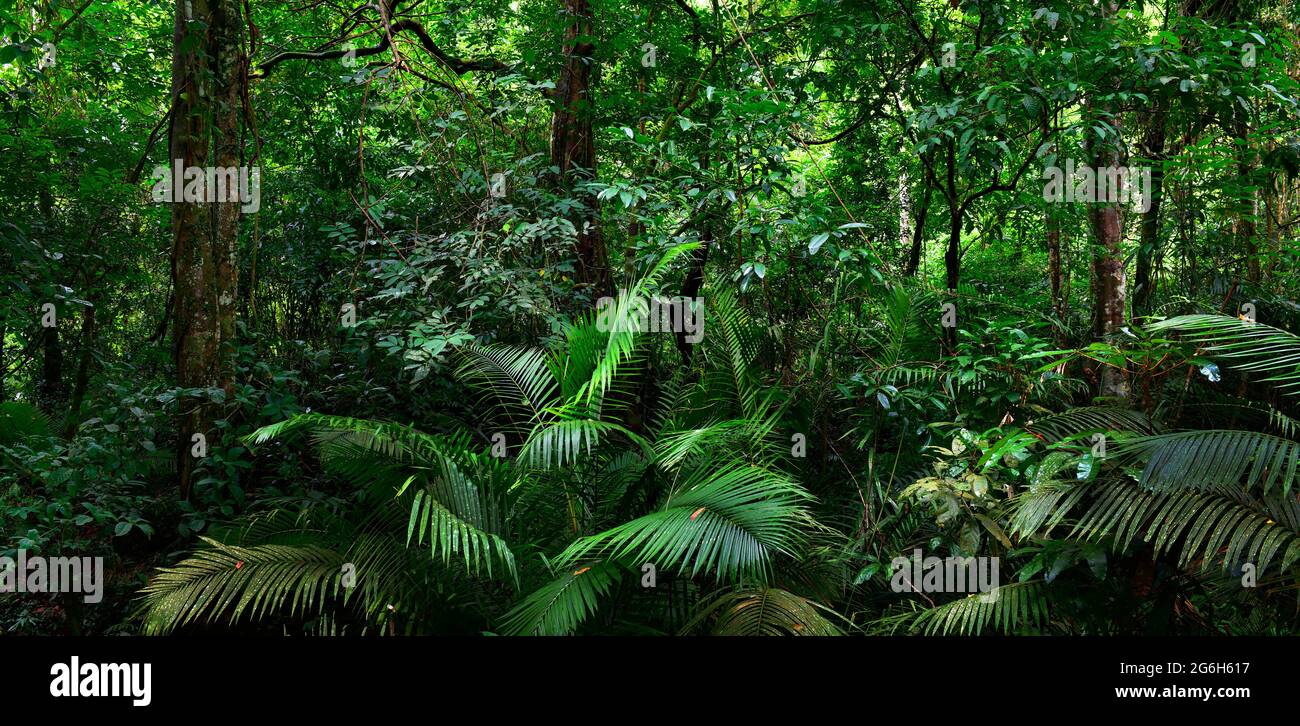 Beautiful Forest Pictures Rain