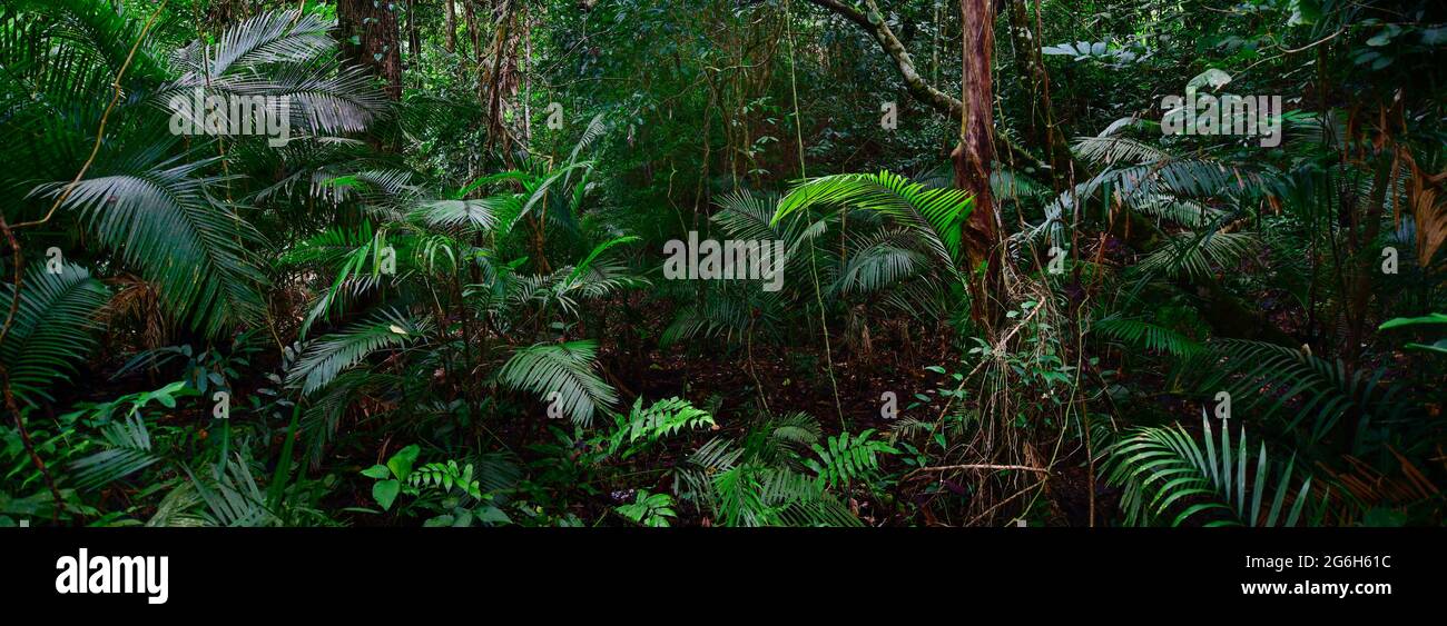 Tropical evergreen forest hi-res stock photography and images - Alamy