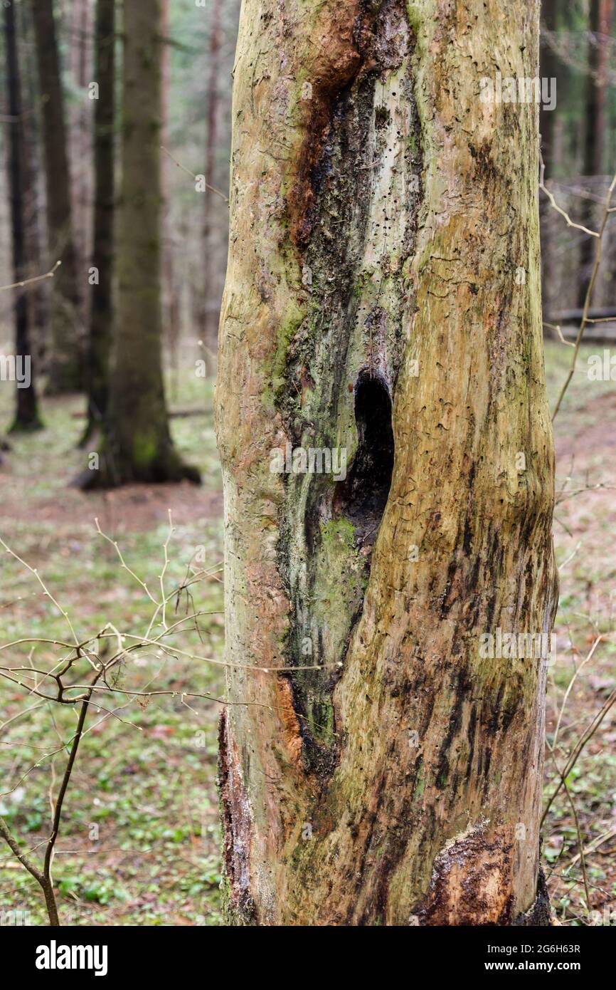 Hollow inside a dead tree in the forest Stock Photo - Alamy