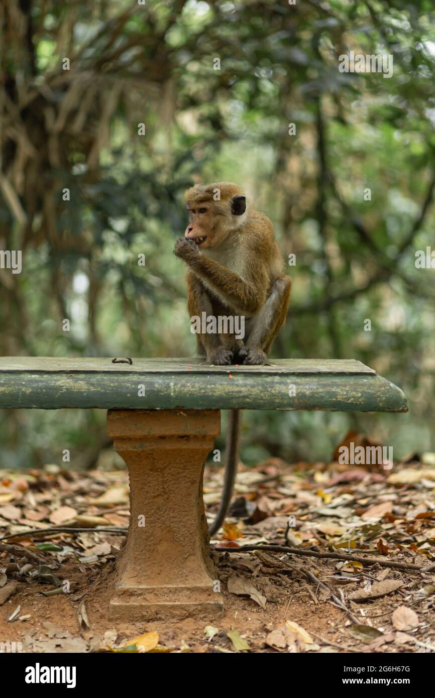 Monkey in the jungle. Natural habitat close up Stock Photo - Alamy