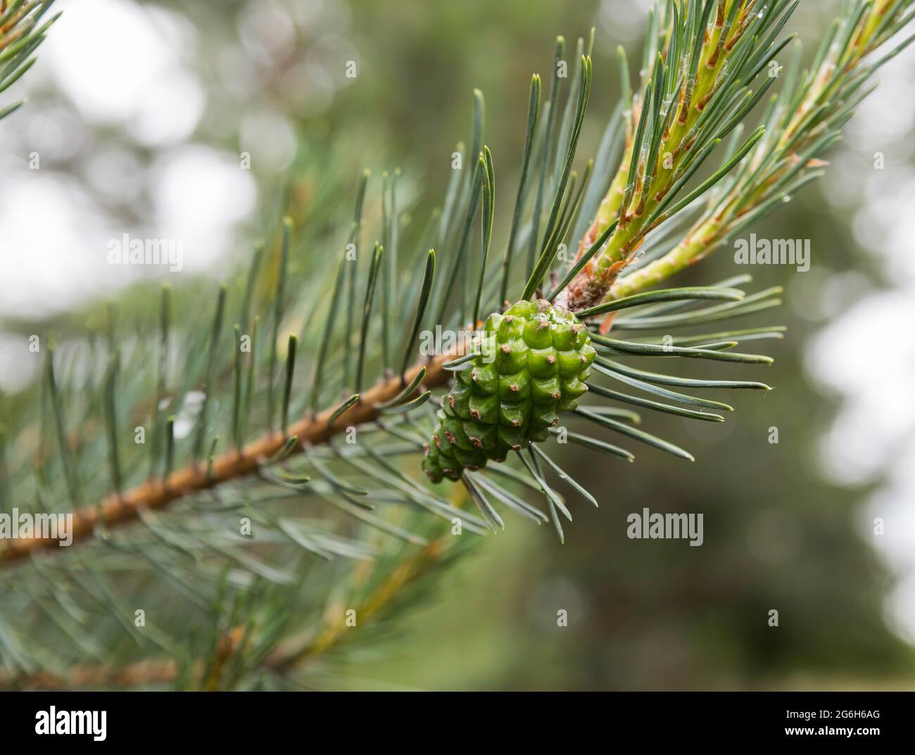 Pincone hi-res stock photography and images - Alamy