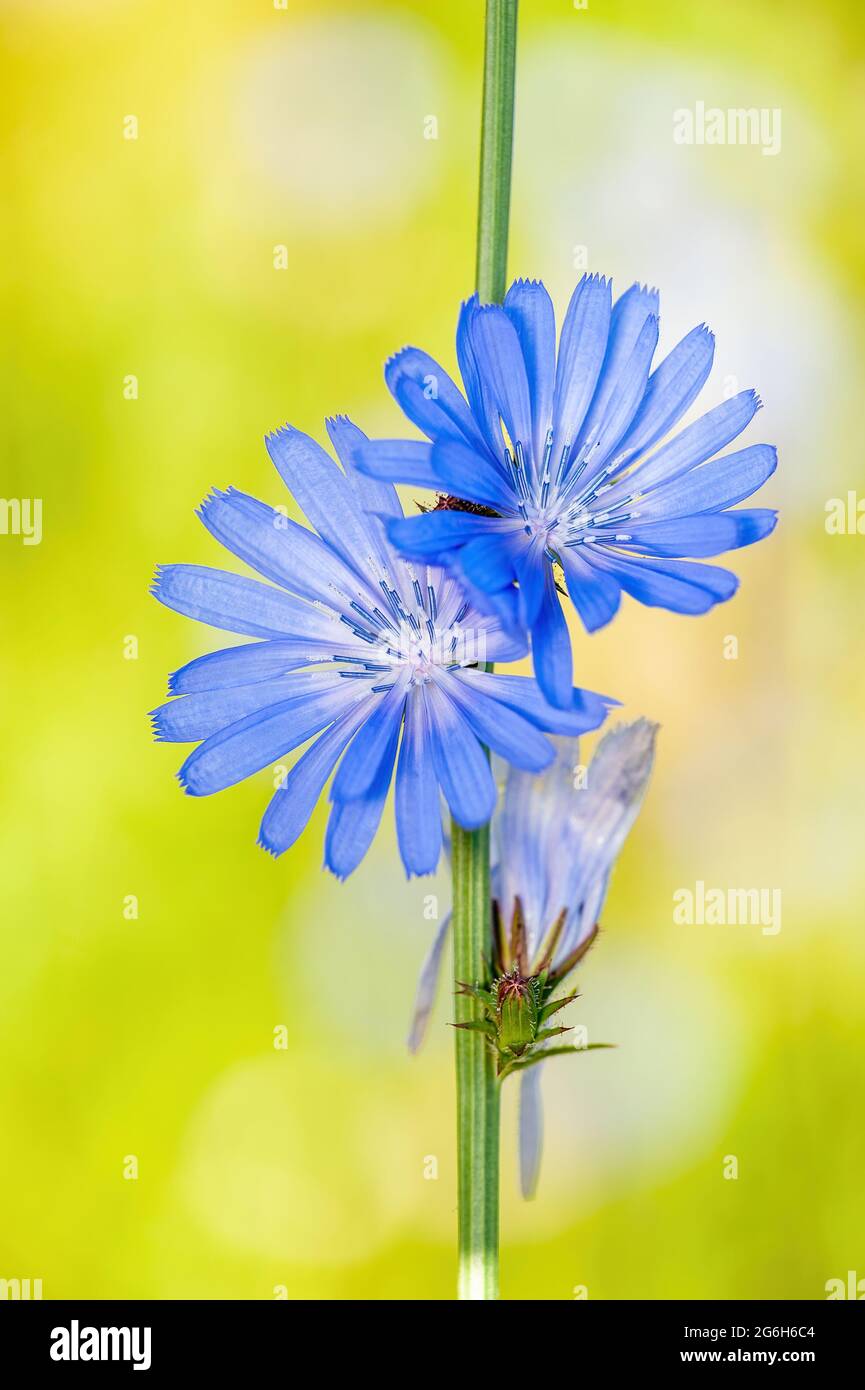 Chicory Flower on Green Background Macro Stock Photo - Alamy