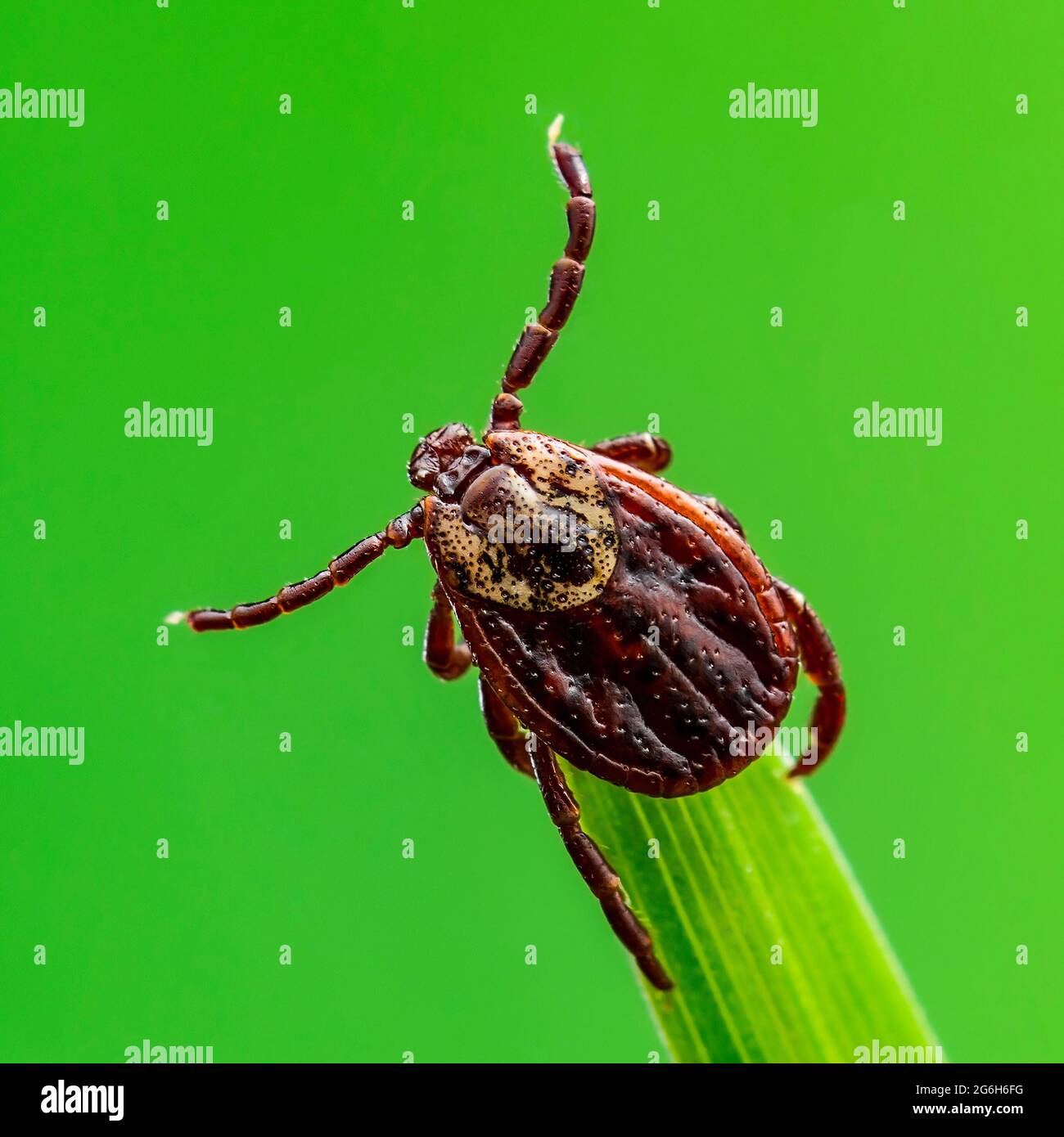 Encephalitis Tick Insect Crawling on Green Grass. Encephalitis Virus or ...