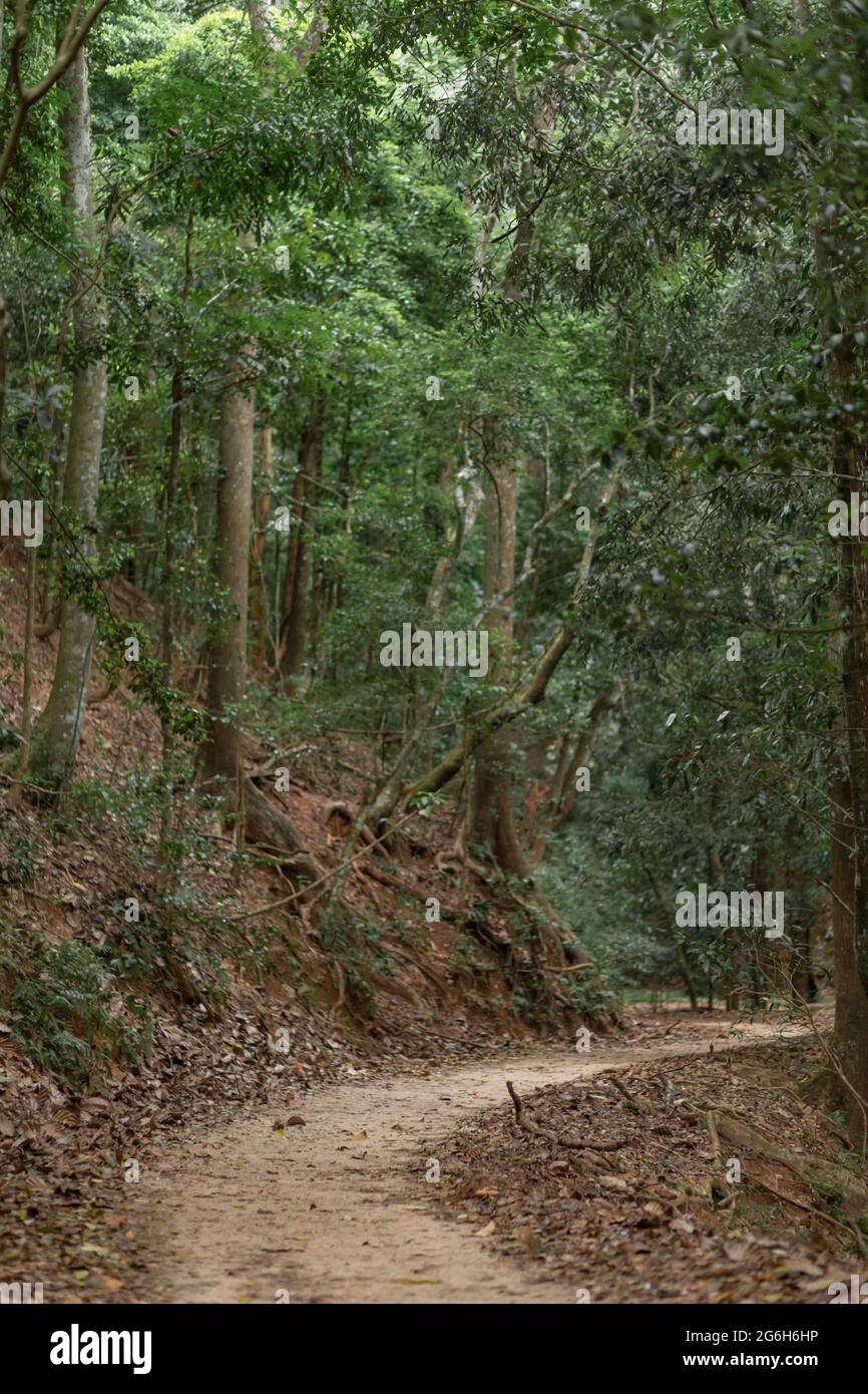 A path in the dense jungle. Natural reserve. The sun doesn't break ...