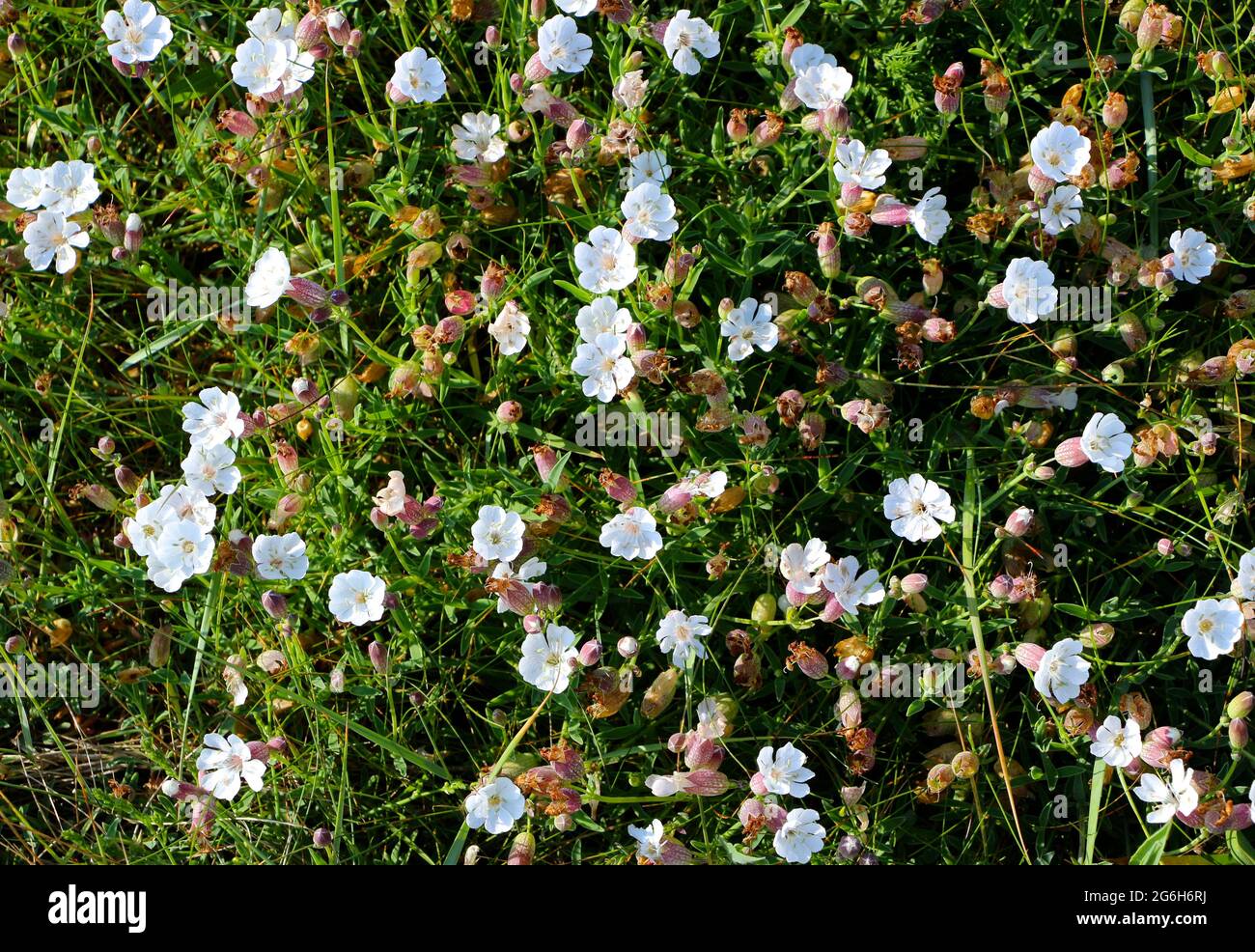 White Sea campion flowers Silene uniflora growing wild with morning dew ...