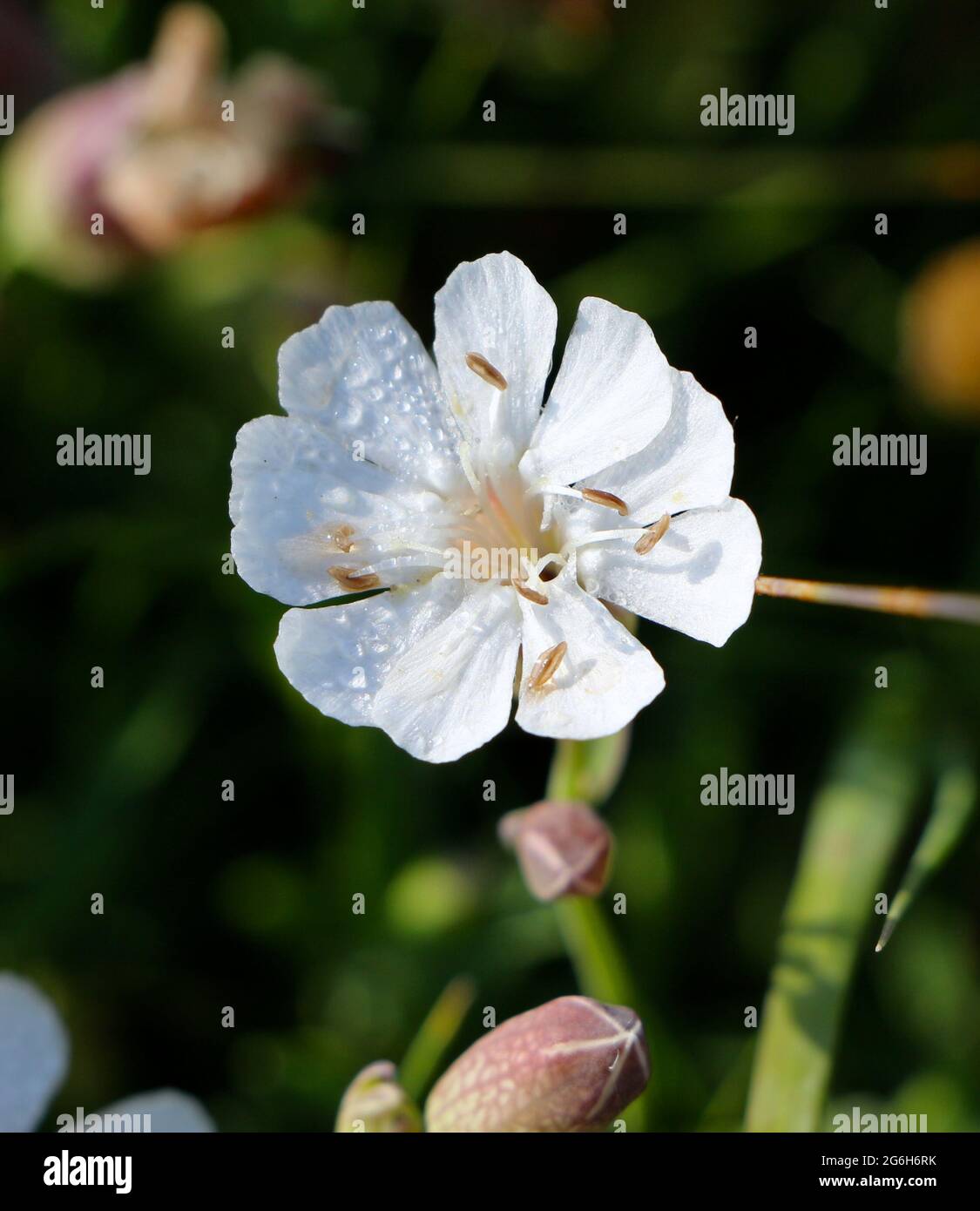 White Sea campion flower Silene uniflora with morning dew close up ...