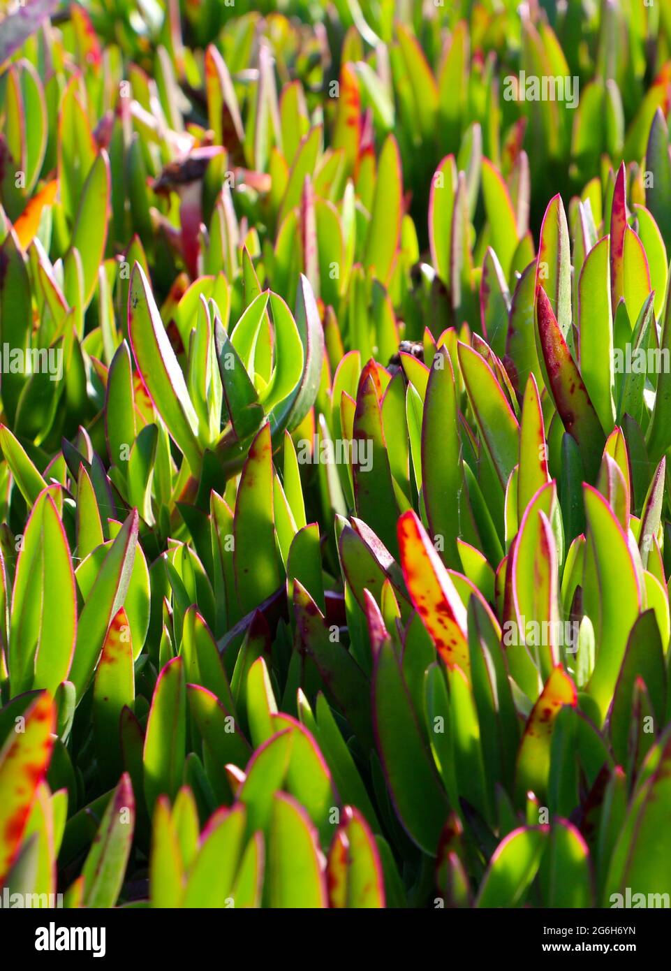 Sally-my-handsome plant (Carpobrotus acinaciformis) also known as a ...