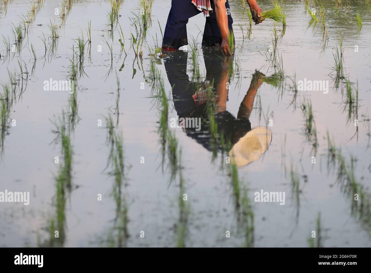 Farmer rice planting on water Stock Photo - Alamy