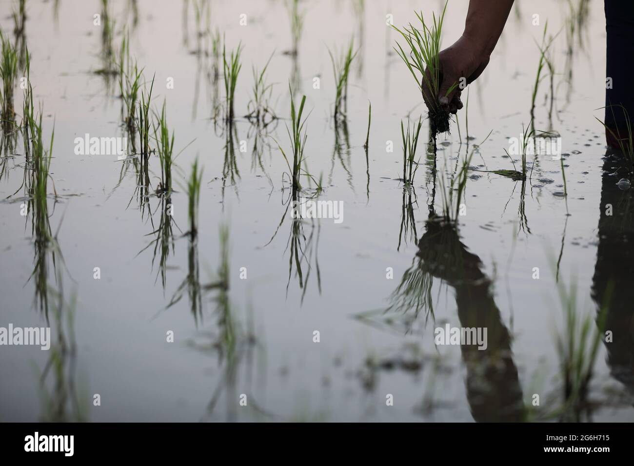 Farmer rice planting on water Stock Photo - Alamy
