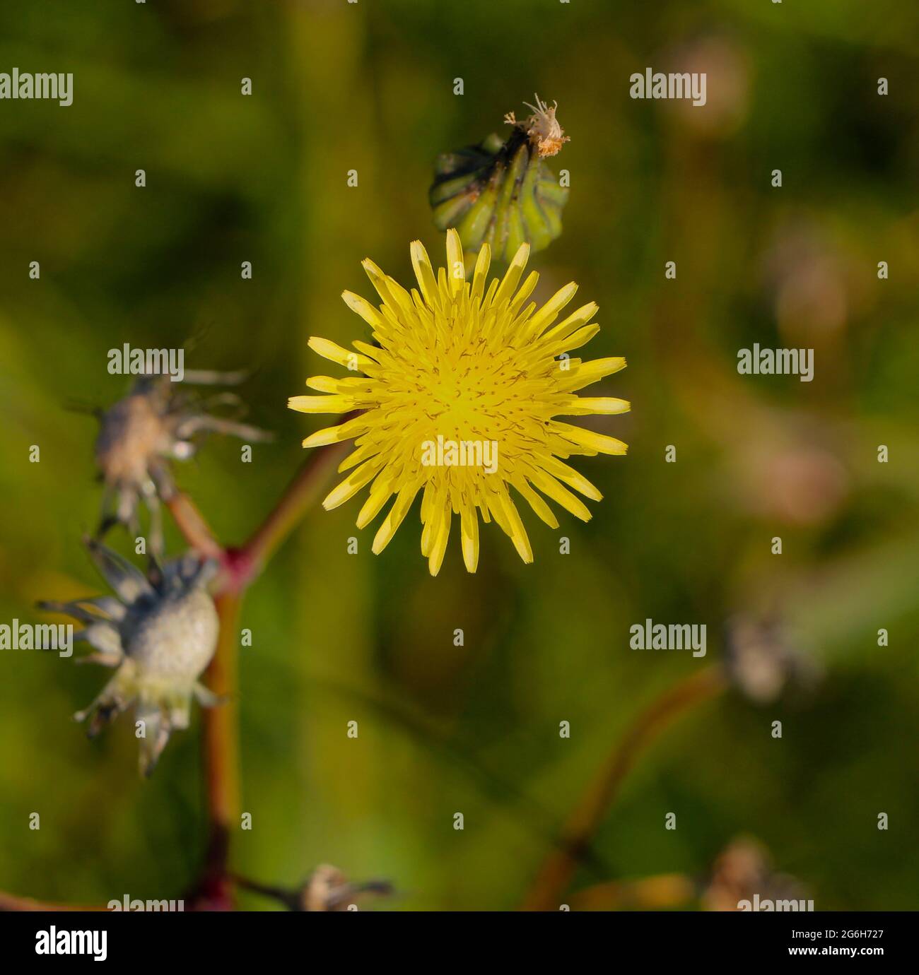 Common dandelion Taraxacum officinale yellow flower Stock Photo - Alamy