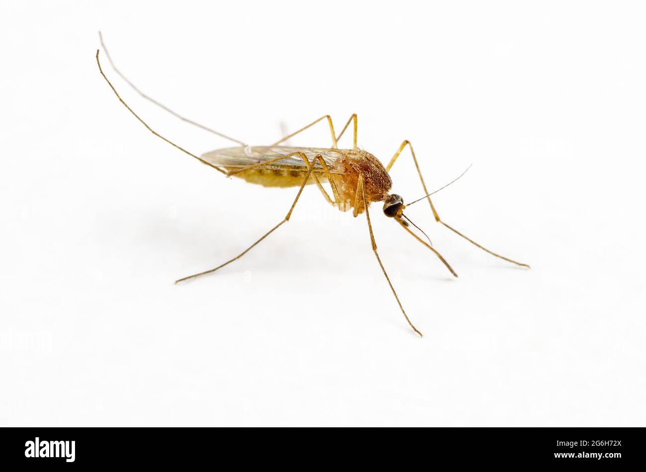 Dangerous Zika Infected Mosquito on White Wall. Leishmaniasis ...