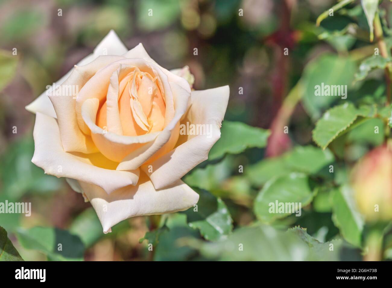 Hybrid tea rose "Perfume Crème Brлеlée" - neat dense flowers with a ...