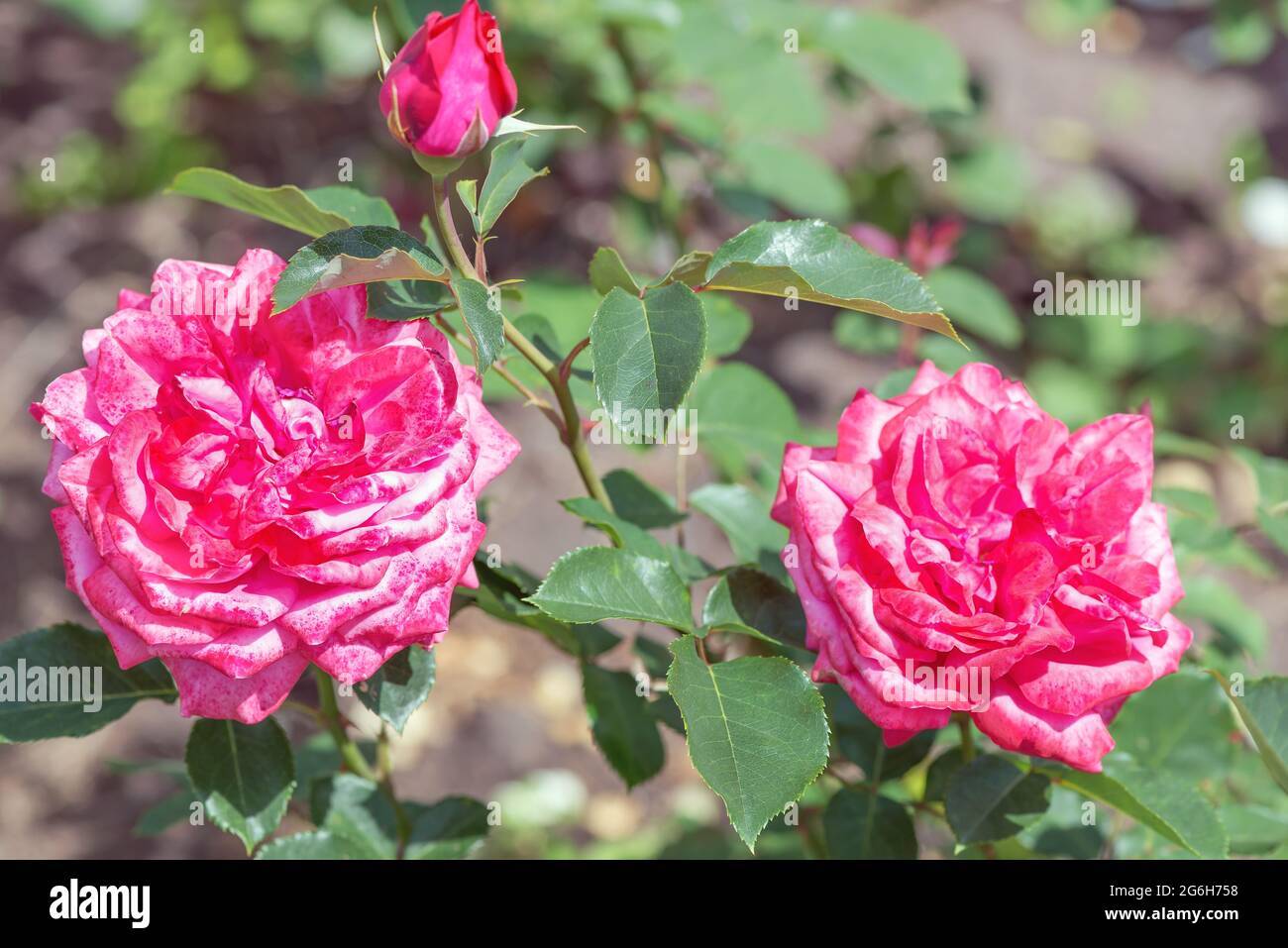 Hybrid tea rose "Women's happiness" - flowers of a warm, delicate pink ...