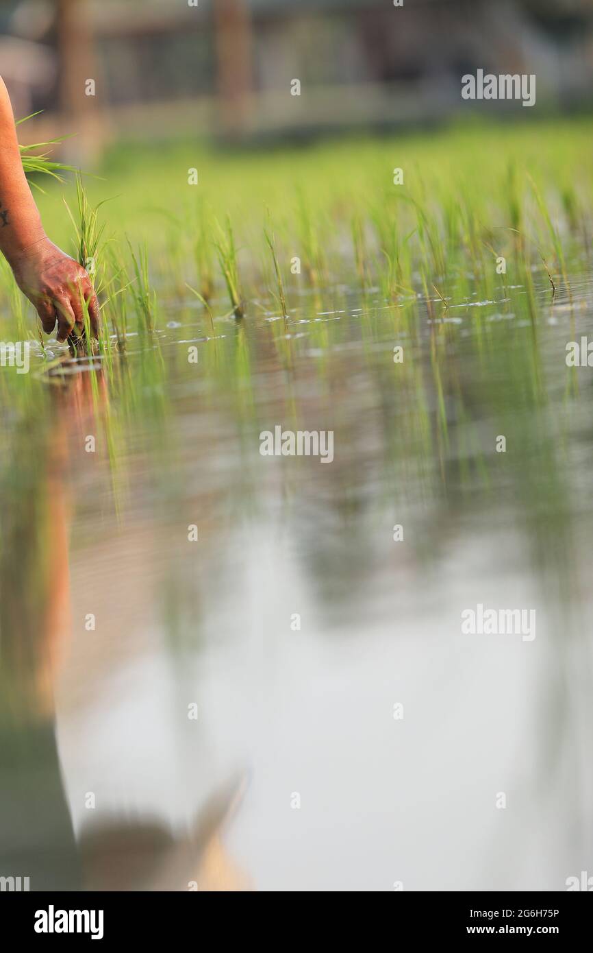 Farmer rice planting on water Stock Photo - Alamy