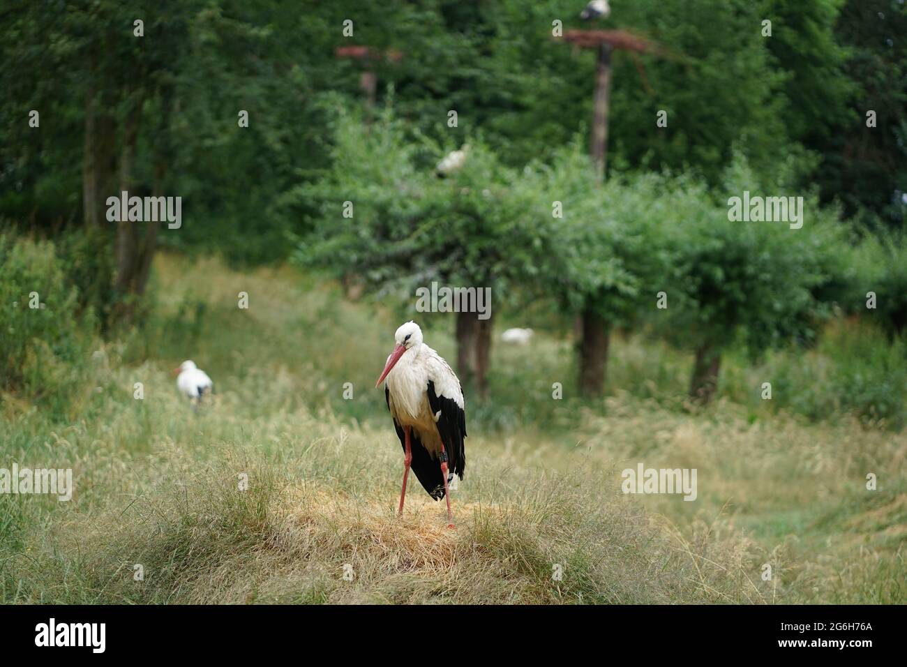 White stork, Ciconia ciconia in its natural habitat Stock Photo - Alamy