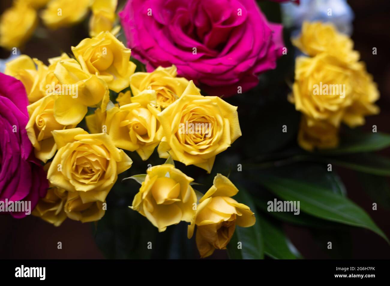 Vibrant yellow and pink roses in full bloom, creating a stunning ...