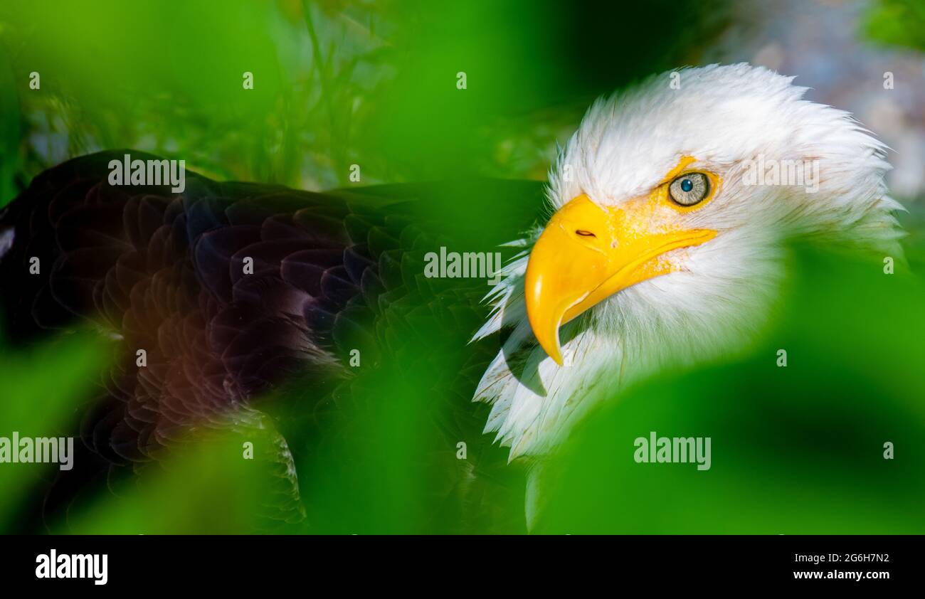 Eagle eye hi-res stock photography and images - Alamy