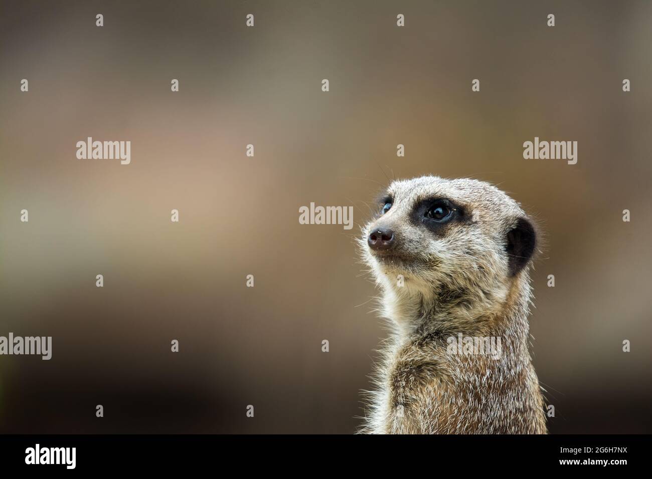 Meerkat on Watch Stock Photo - Alamy