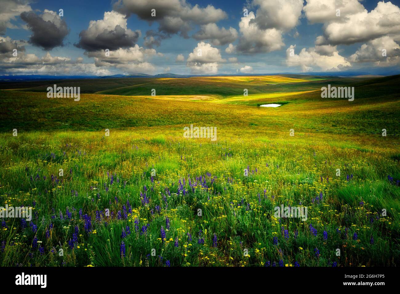 Wildflowers ,meadow, pond and pioneer cabin. Zumwalt Prairie, Oregon ...