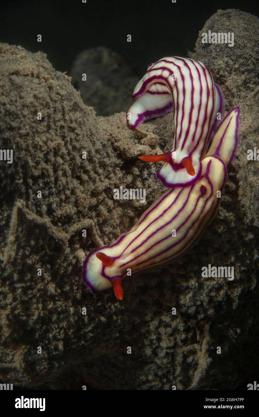 Striped nudibranch hi-res stock photography and images - Alamy