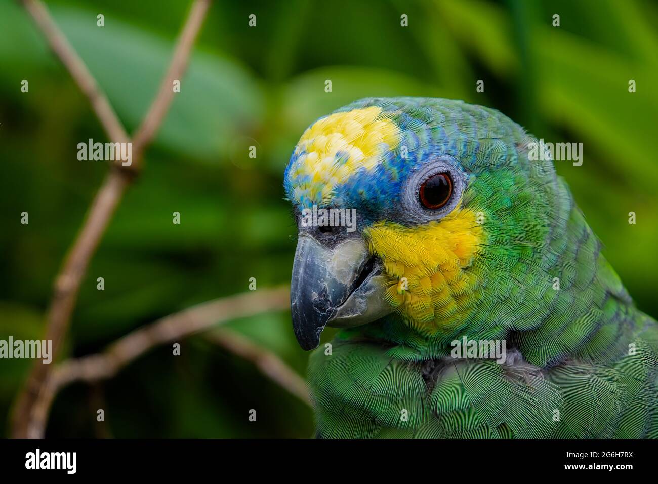Longleat parrot hi-res stock photography and images - Alamy