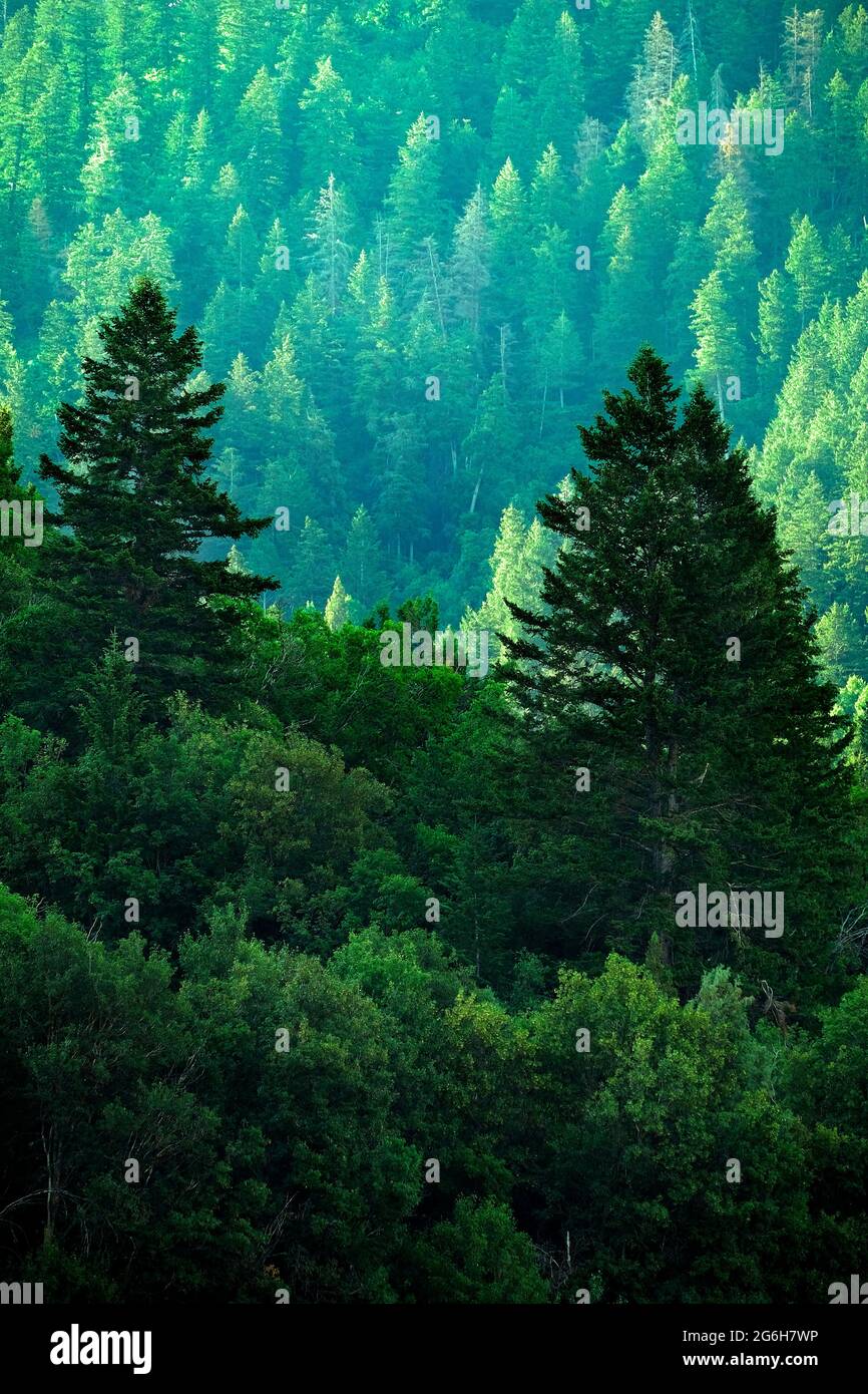 Pine forest in wilderness mountains pine trees new growth green ...