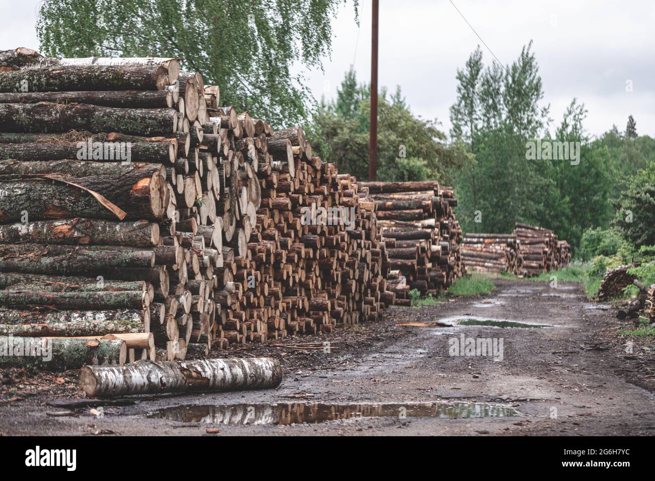 Piled pine tree logs in forest. Stacks of cut wood. Wood logs, timber ...