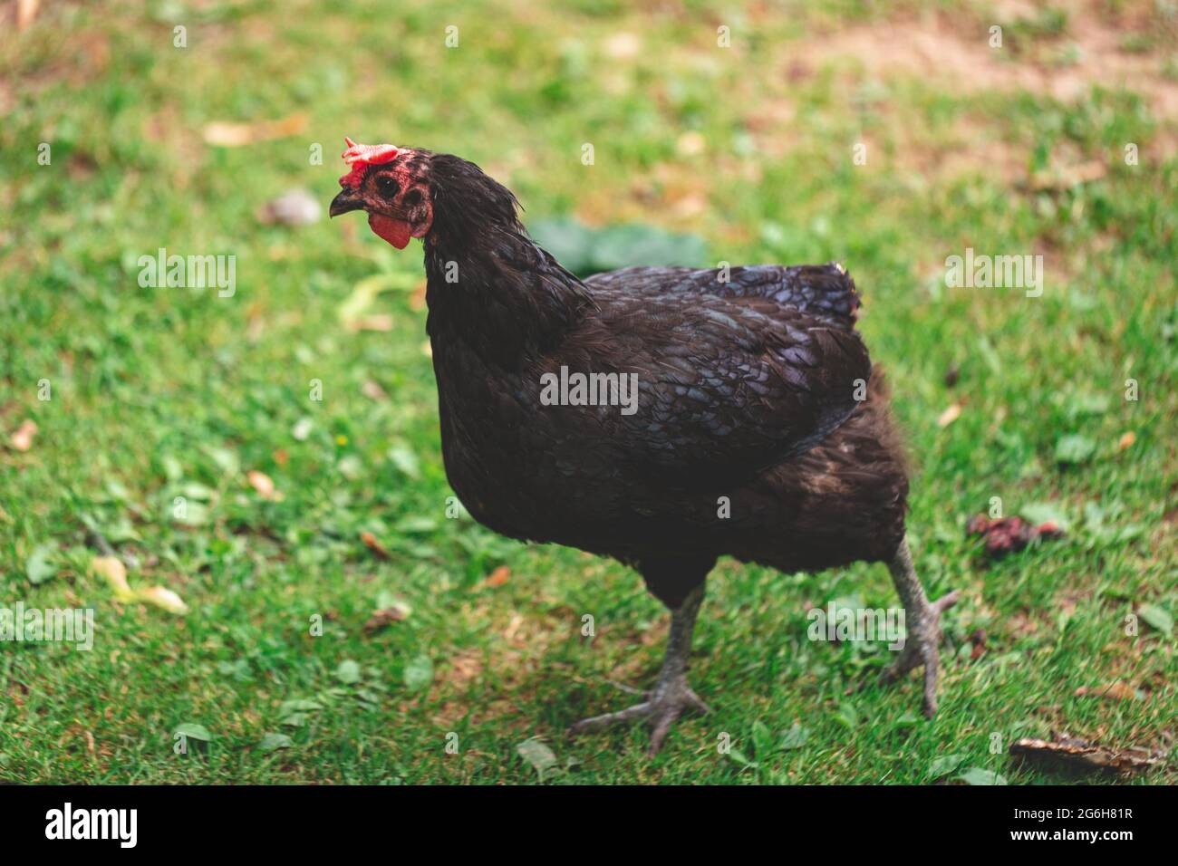 Portrait domestic hen with red crest on head. Chicken poultry Stock ...