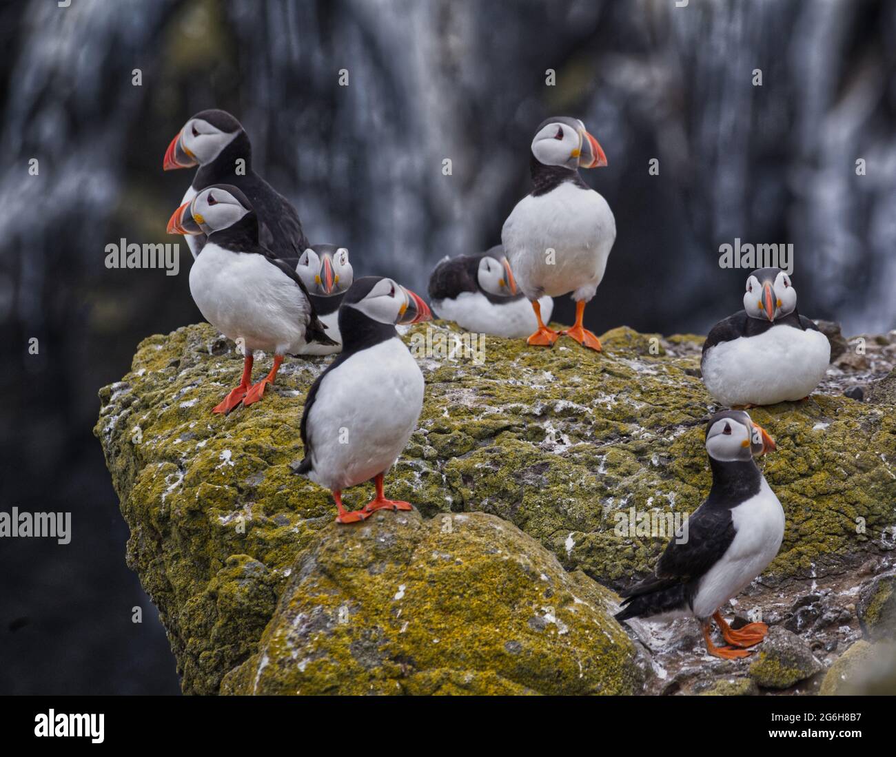 Many puffins in shot hi-res stock photography and images - Alamy