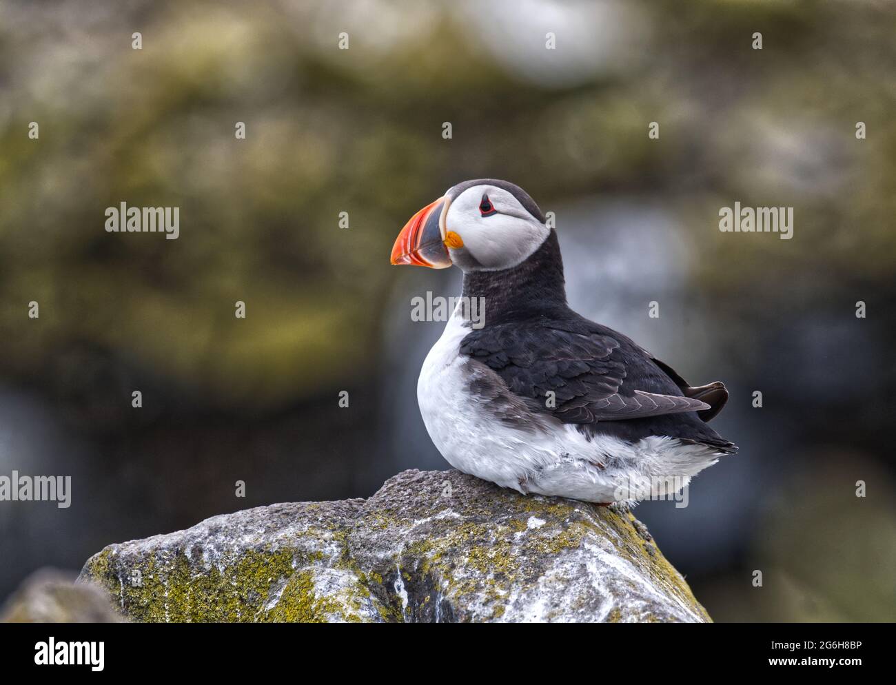 Orange cheek patches hi-res stock photography and images - Alamy