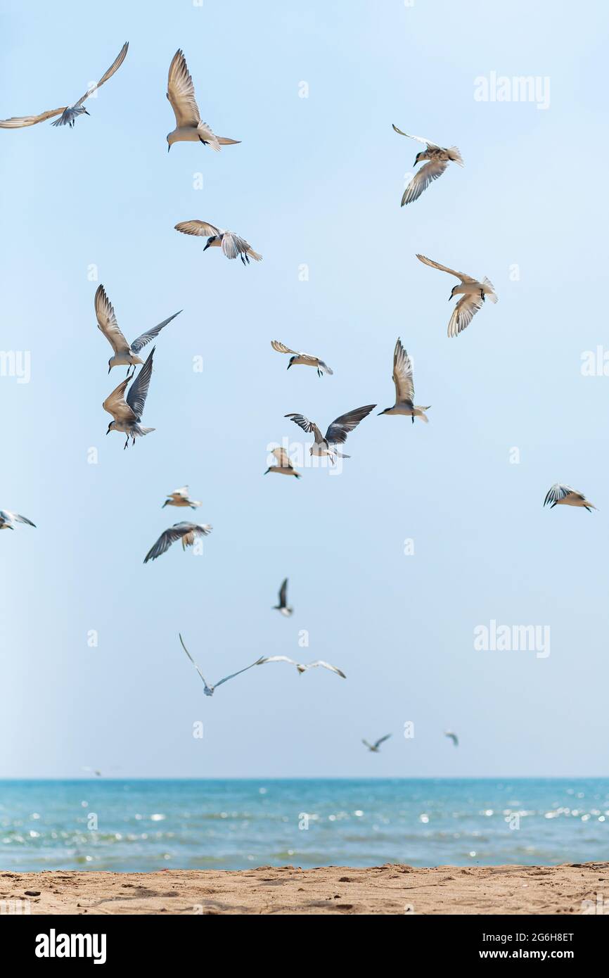 A flock of seagulls circling in the sky near the sea coast Stock Photo ...