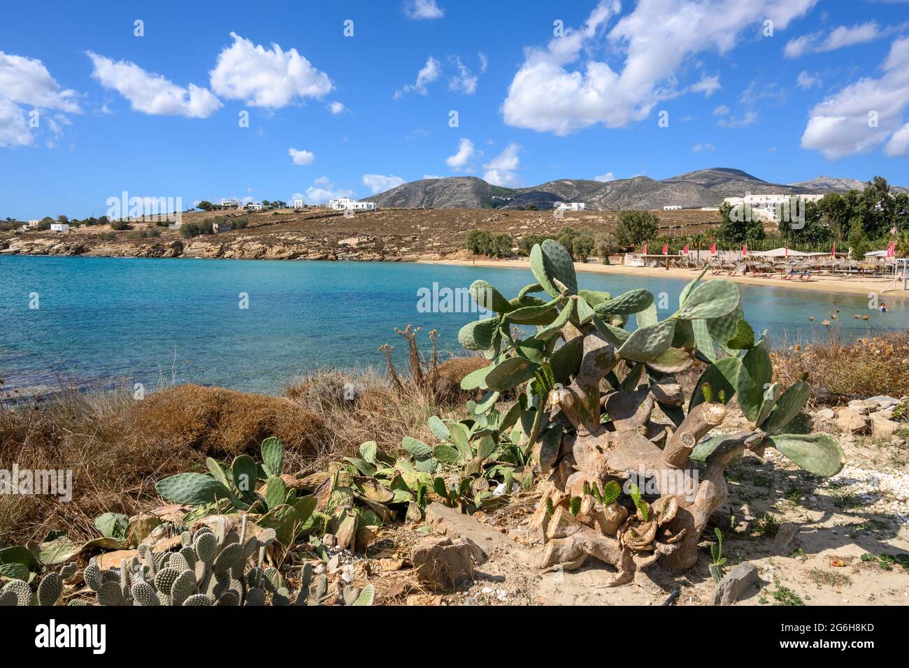 Tropical vegetation on the shore of Punda Beach Paros. Cyclades, Greece ...