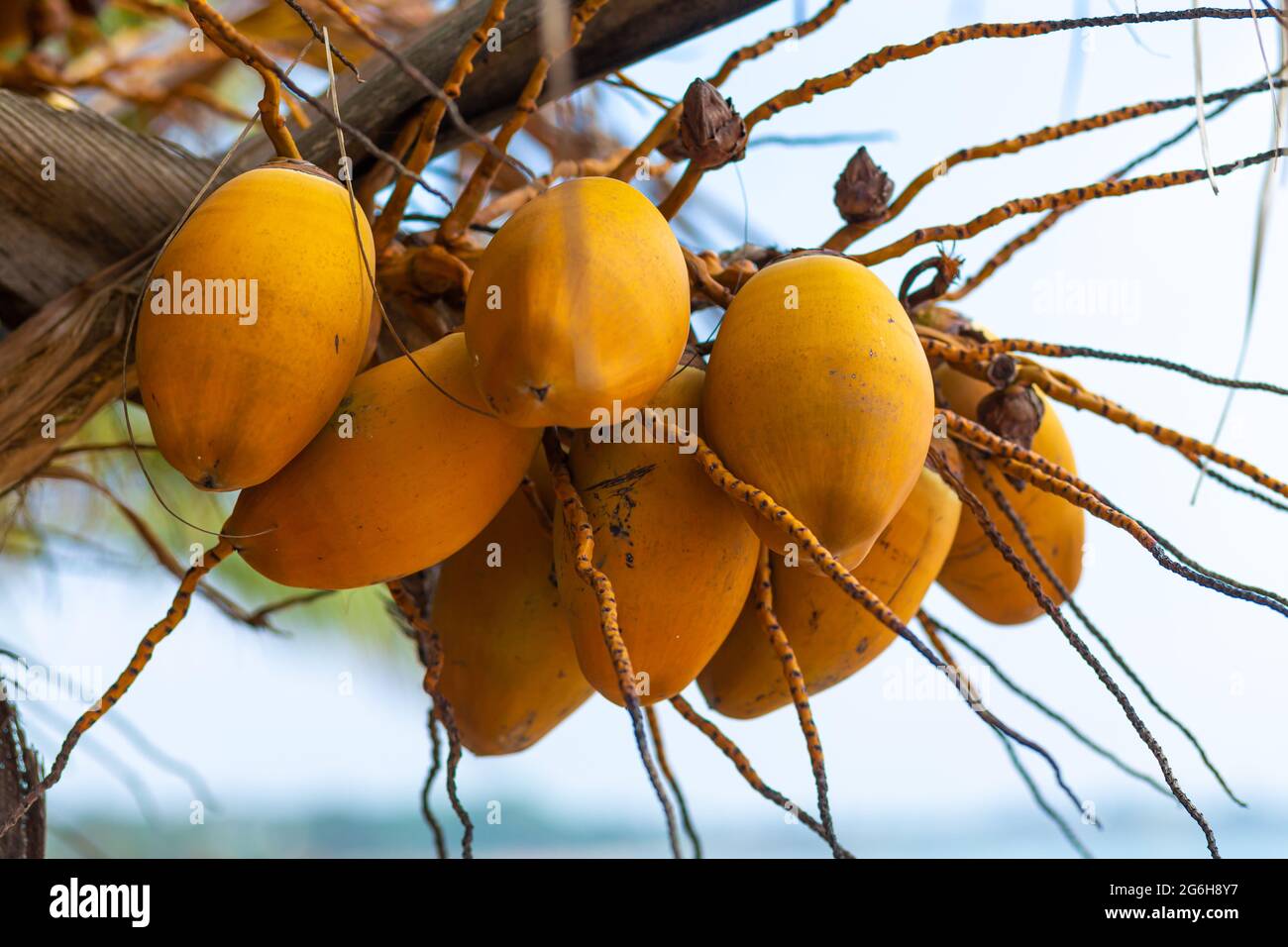 Coconut farm sri lanka hi-res stock photography and images - Alamy