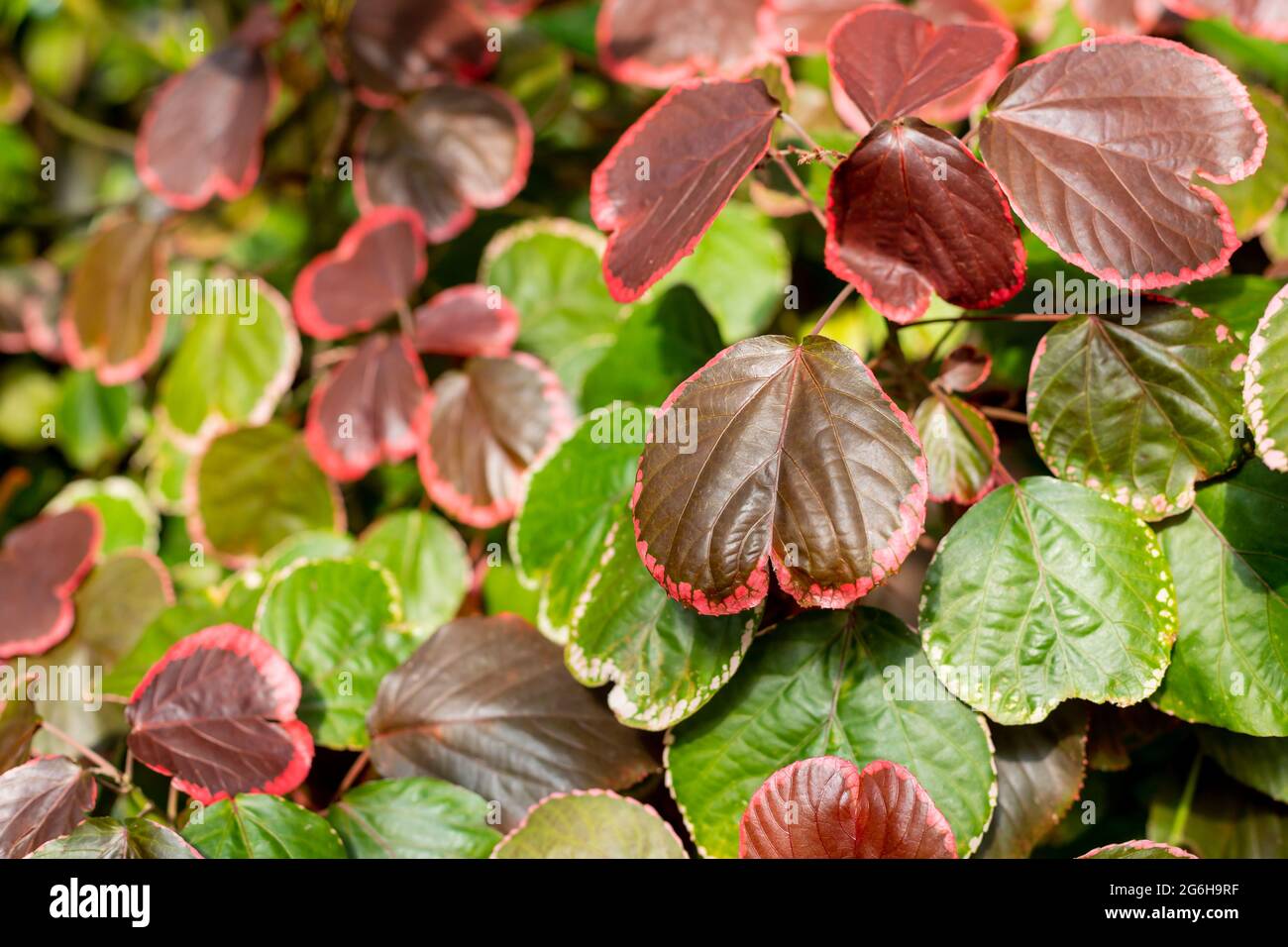 Iresine High Resolution Stock Photography and Images - Alamy