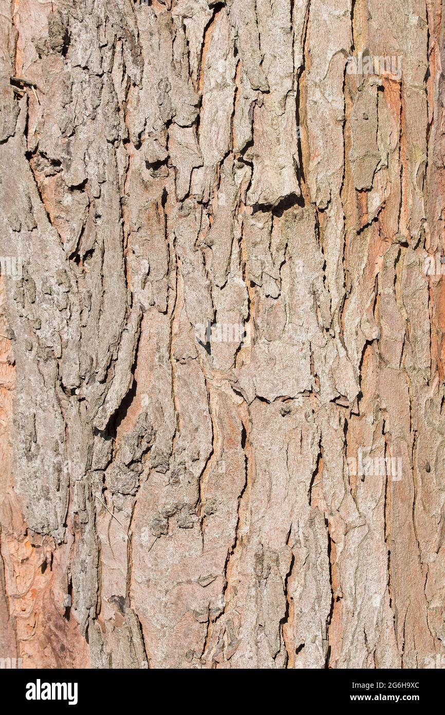 Bark from the maple tree Stock Photo - Alamy