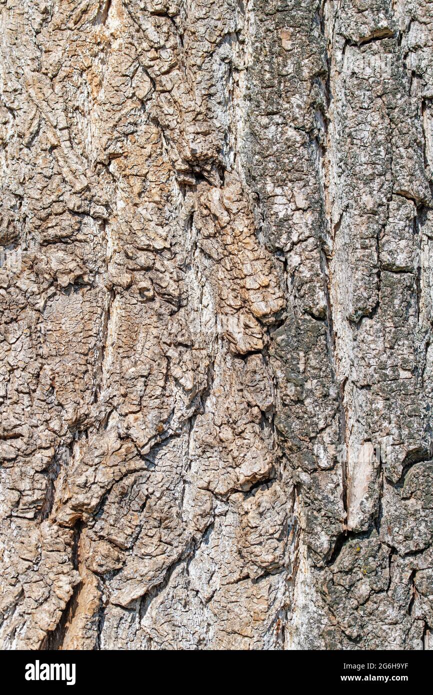 Bark from the poplar tree Stock Photo - Alamy