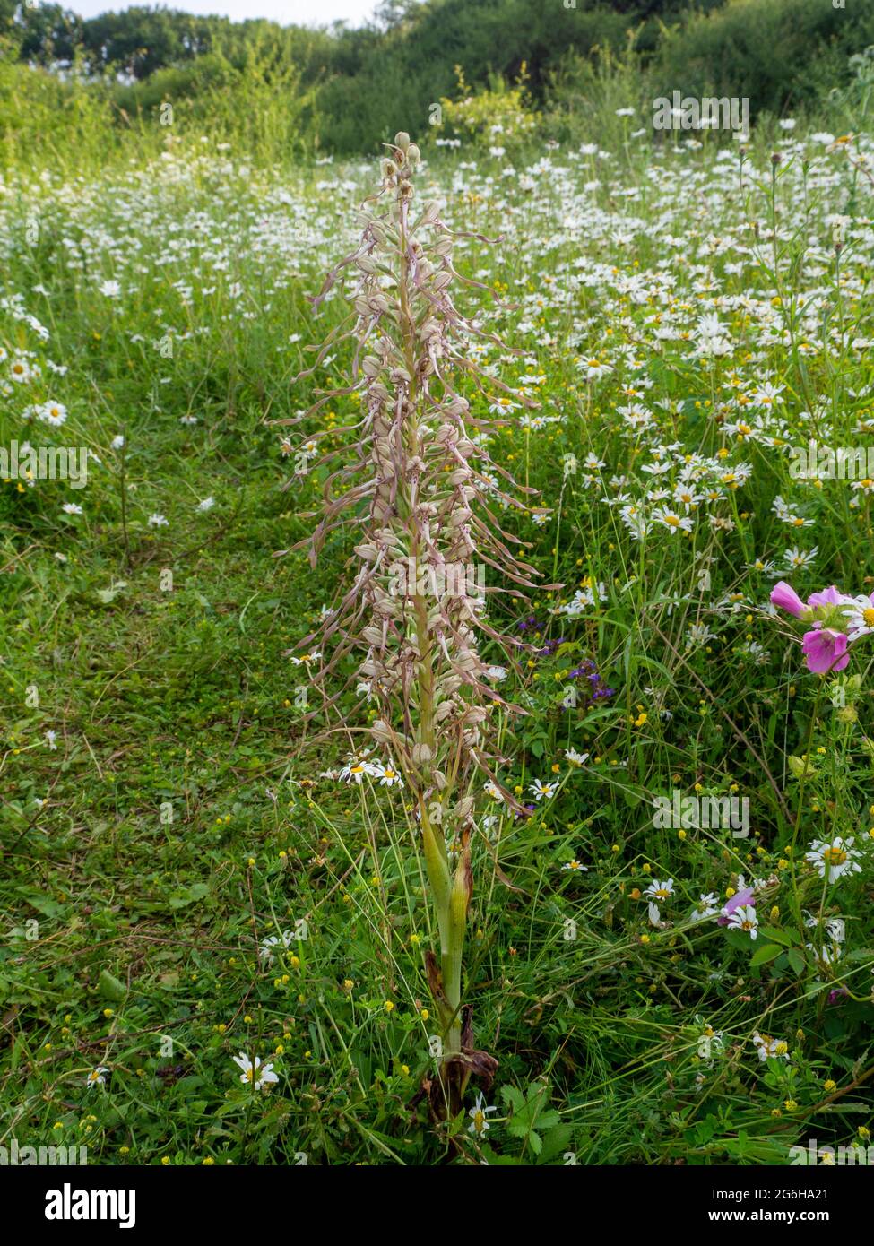 Lizard Orchid; Himantoglossum hircinum, a rare wildflower seen in South ...