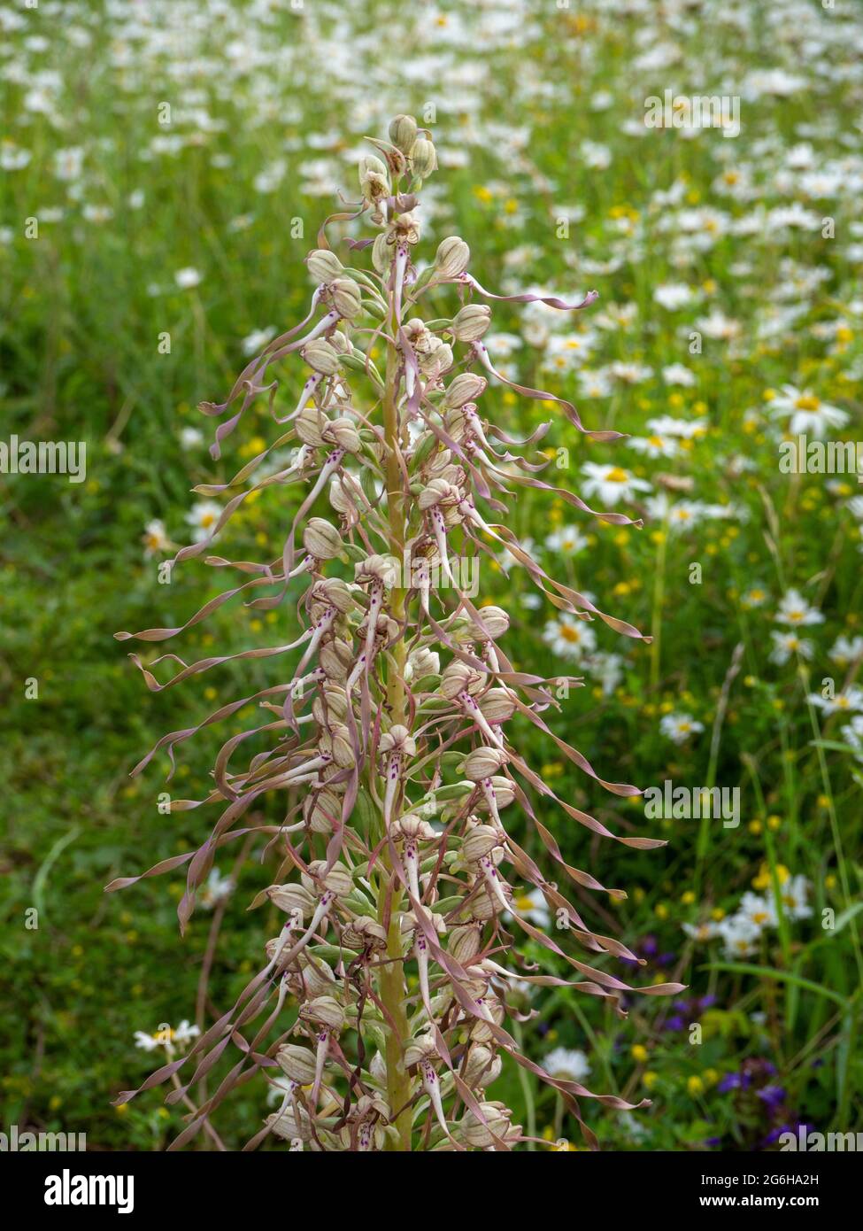 Lizard Orchid; Himantoglossum hircinum, a rare wildflower seen in South ...