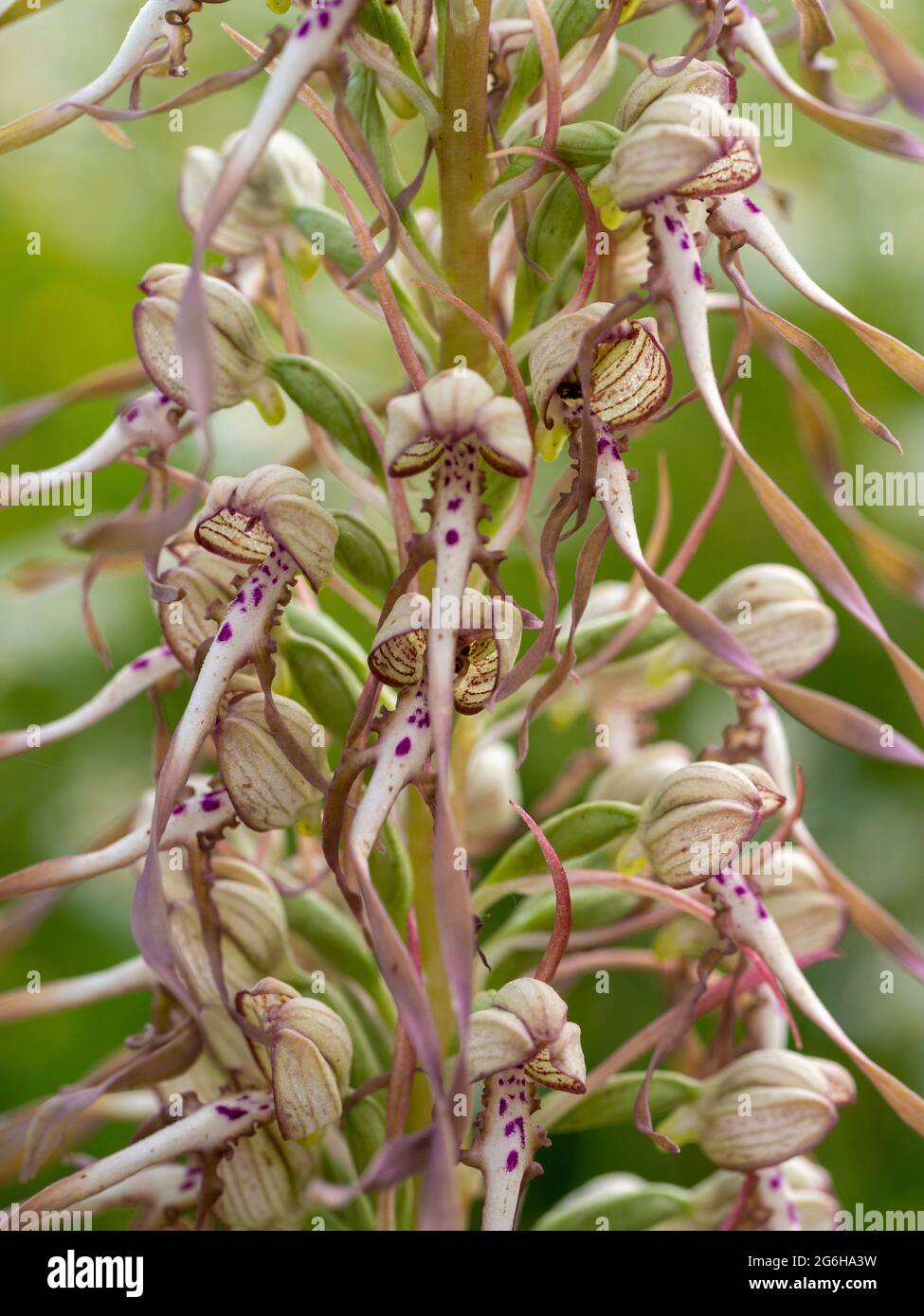 Lizard Orchid close-up; Himantoglossum hircinum, a rare wildflower seen ...